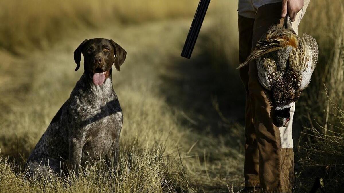 Se sulla caccia il Pd si allinea alla Lega, che senso ha votare Elly ...